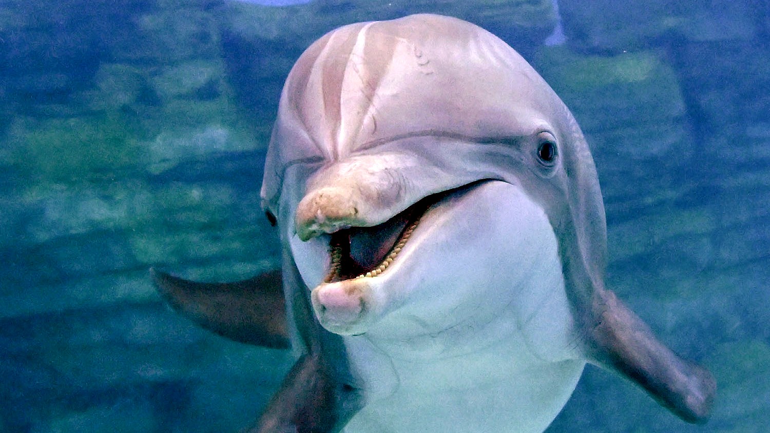 Brookfield Zoo Expecting First Dolphin Birth in a Decade, Calf Due in ...