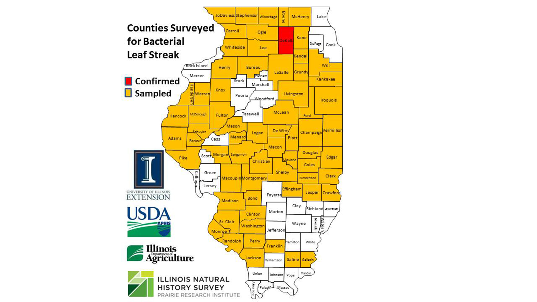 Researchers Confirm New Corn Disease in Illinois | Chicago News | WTTW