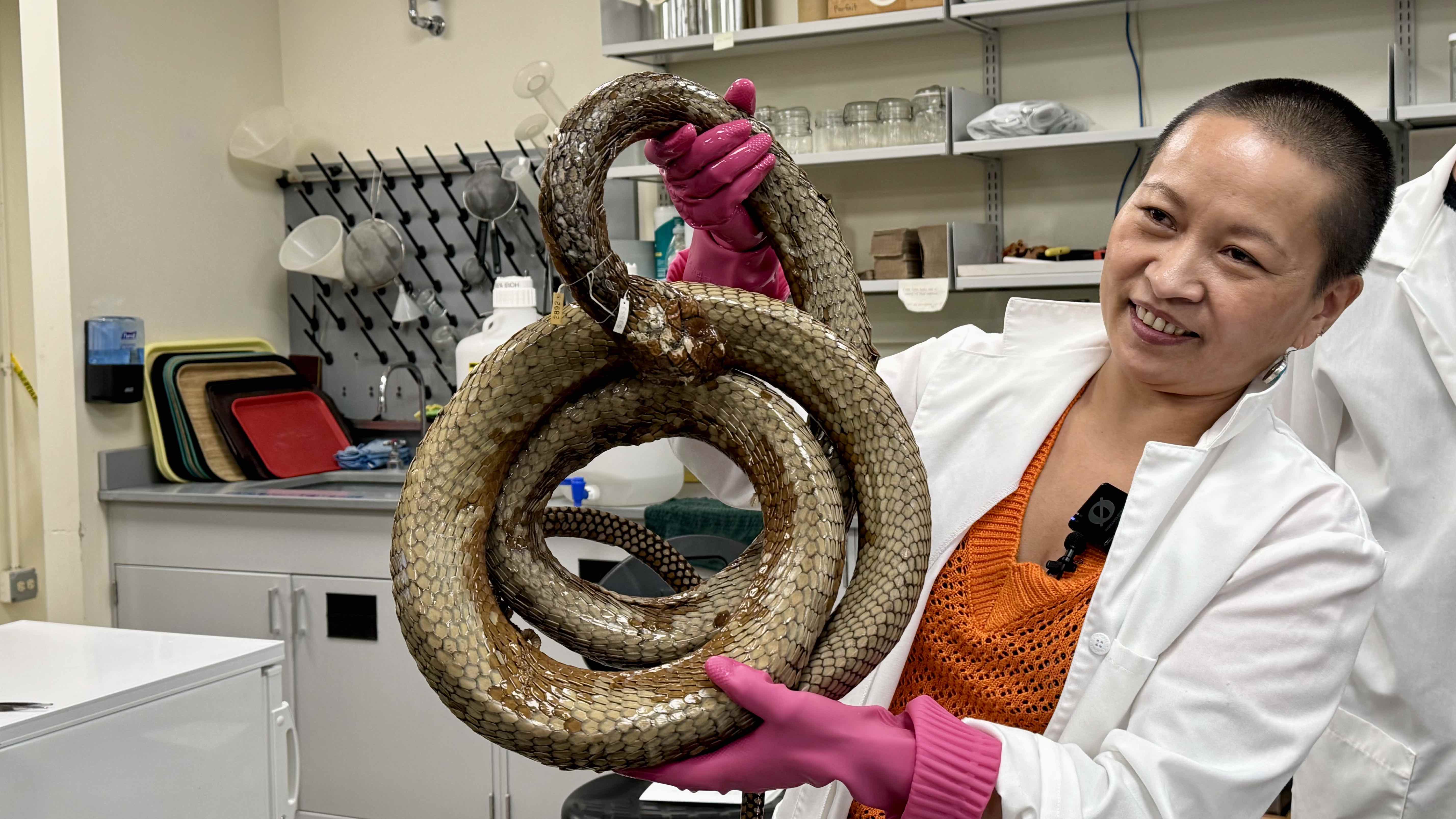 Field Museum Kicks Off Year of the Snake With a Big Reveal: a New King ...