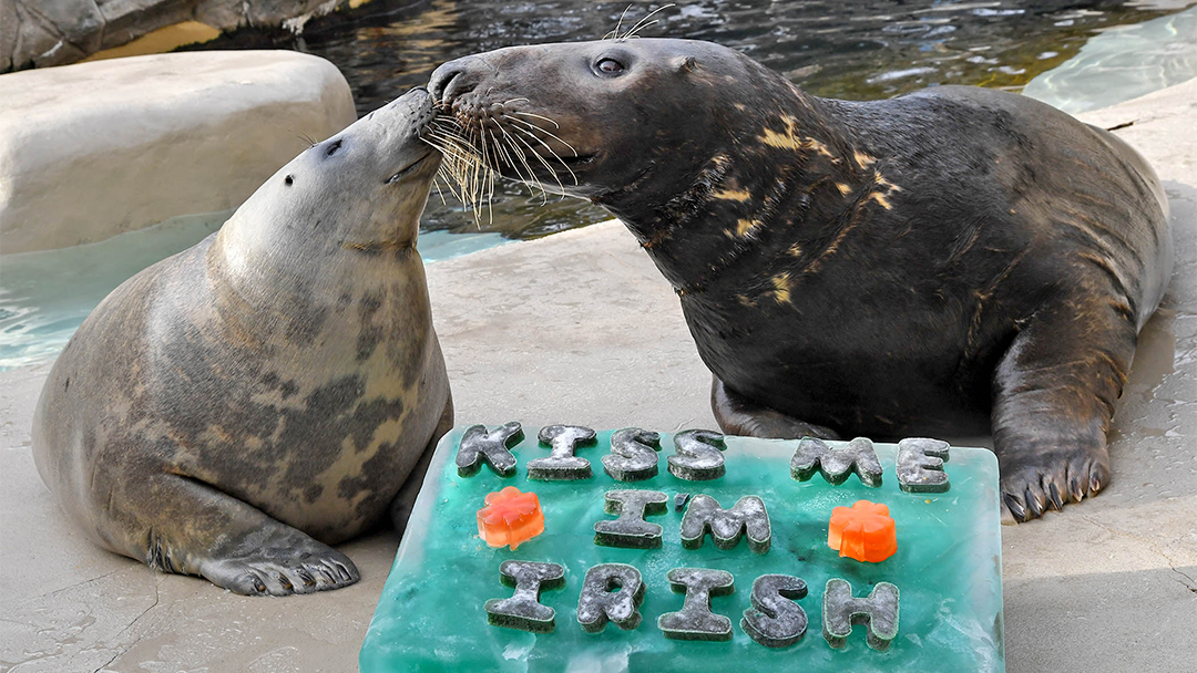 Photos: Brookfield Zoo Animals Celebrate St. Patrick’s Day | Chicago ...