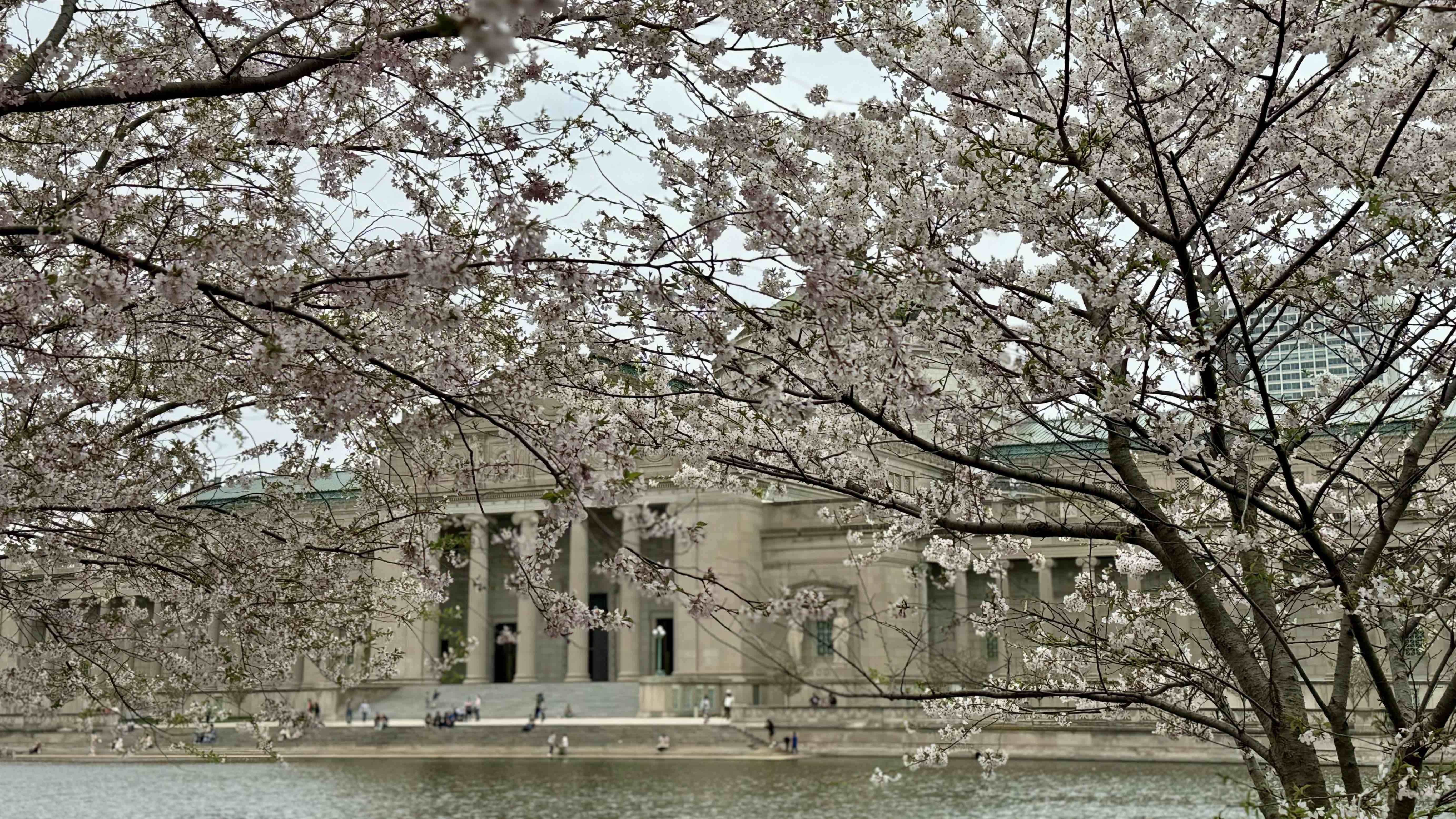 There’s Still Time To See Jackson Park’s Dazzling Cherry Blossoms, But ...