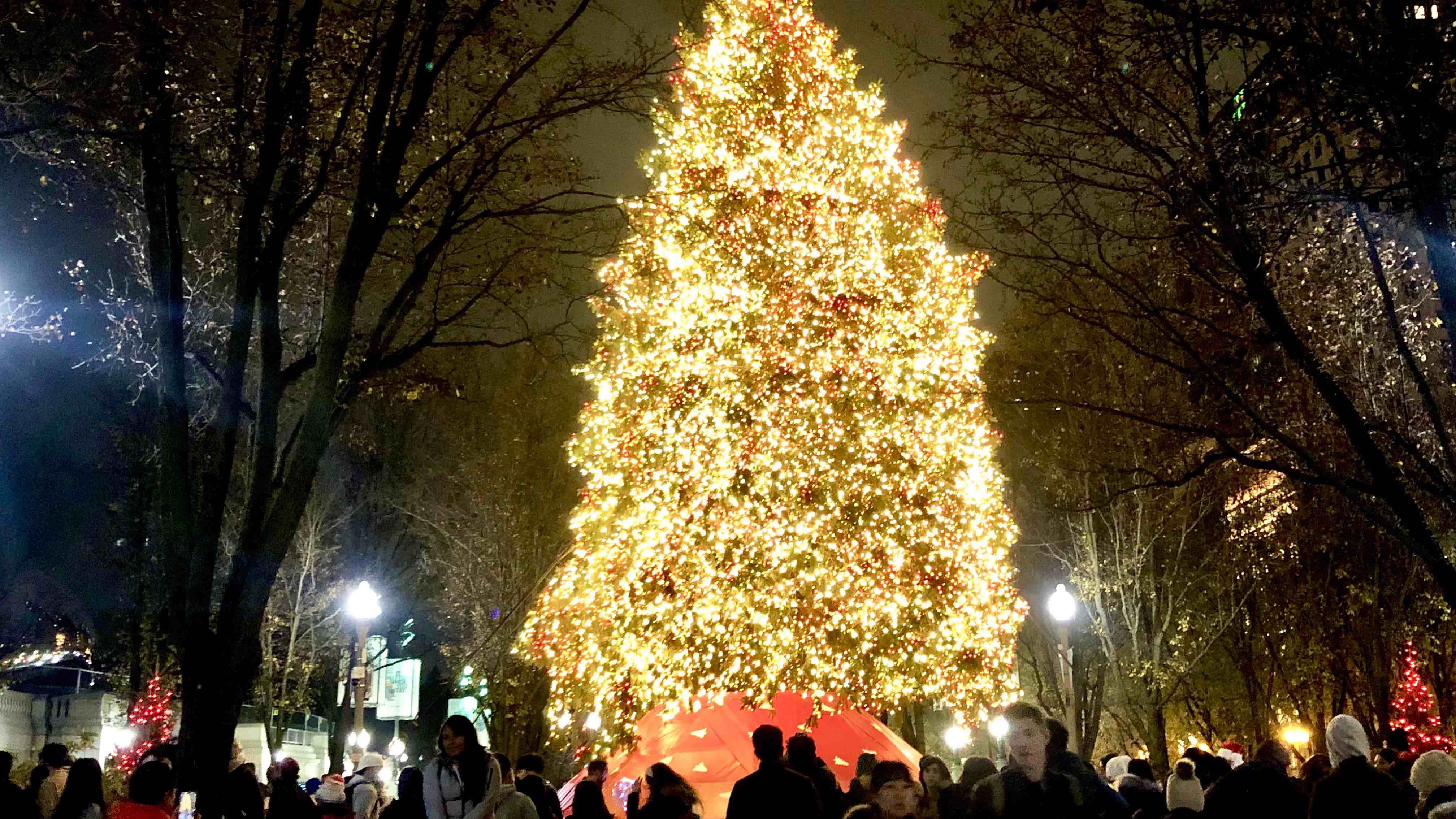 Countdown to Christmas: Chicago’s Searching for Its Official Tree and ...