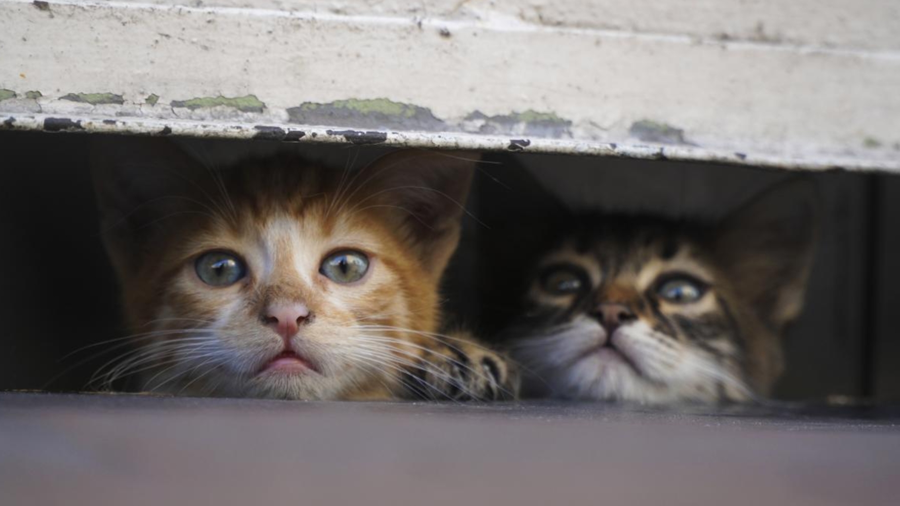 In Chicago’s War on Rats, Cats Lack the Killer Instinct, Study Suggests ...