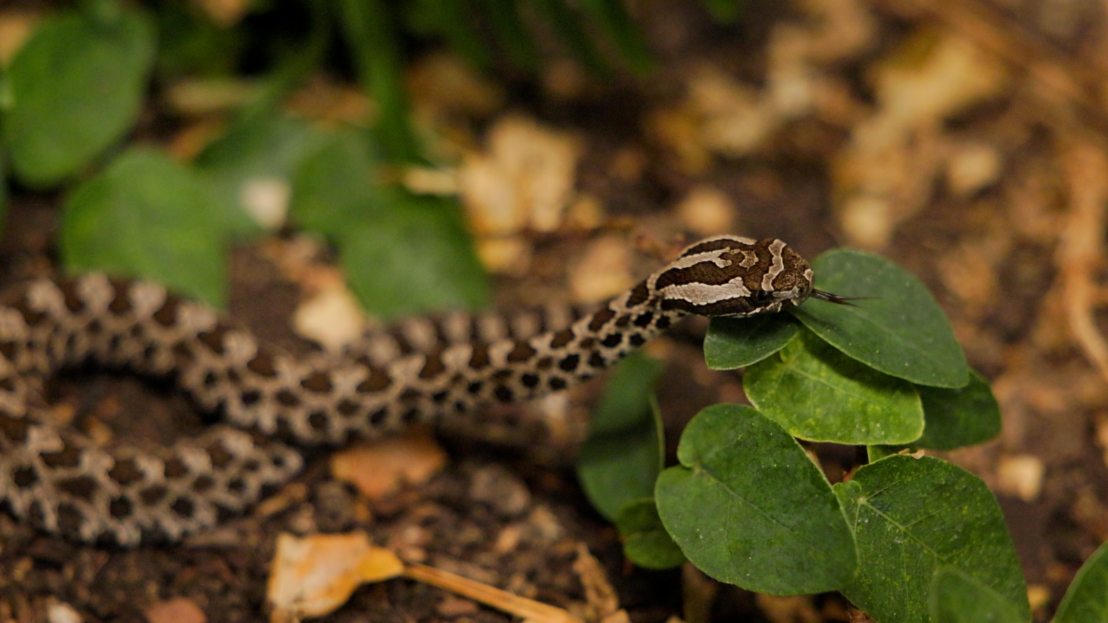 Sssssensational News as Lincoln Park Zoo Celebrates First Birth of ...