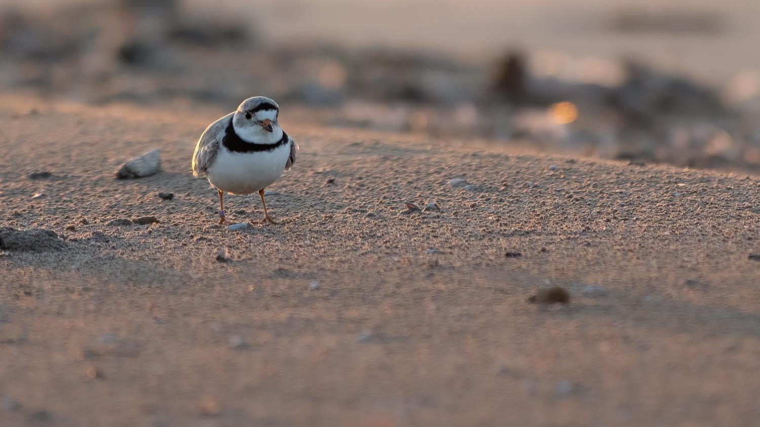 Imani, Chicago’s Native Plover Son, Is Back at Montrose and He’s ...