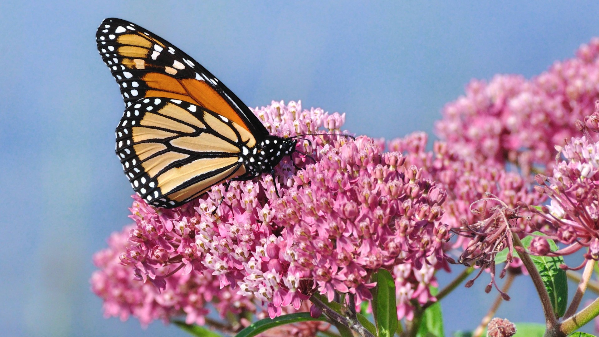 Monarch Butterfly One Step Closer to Endangered Species Listing. What ...
