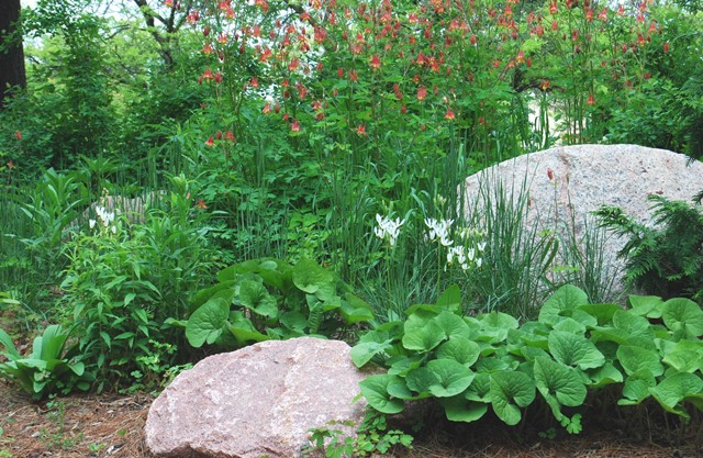 Native Plant Gardens | Chicago News | WTTW