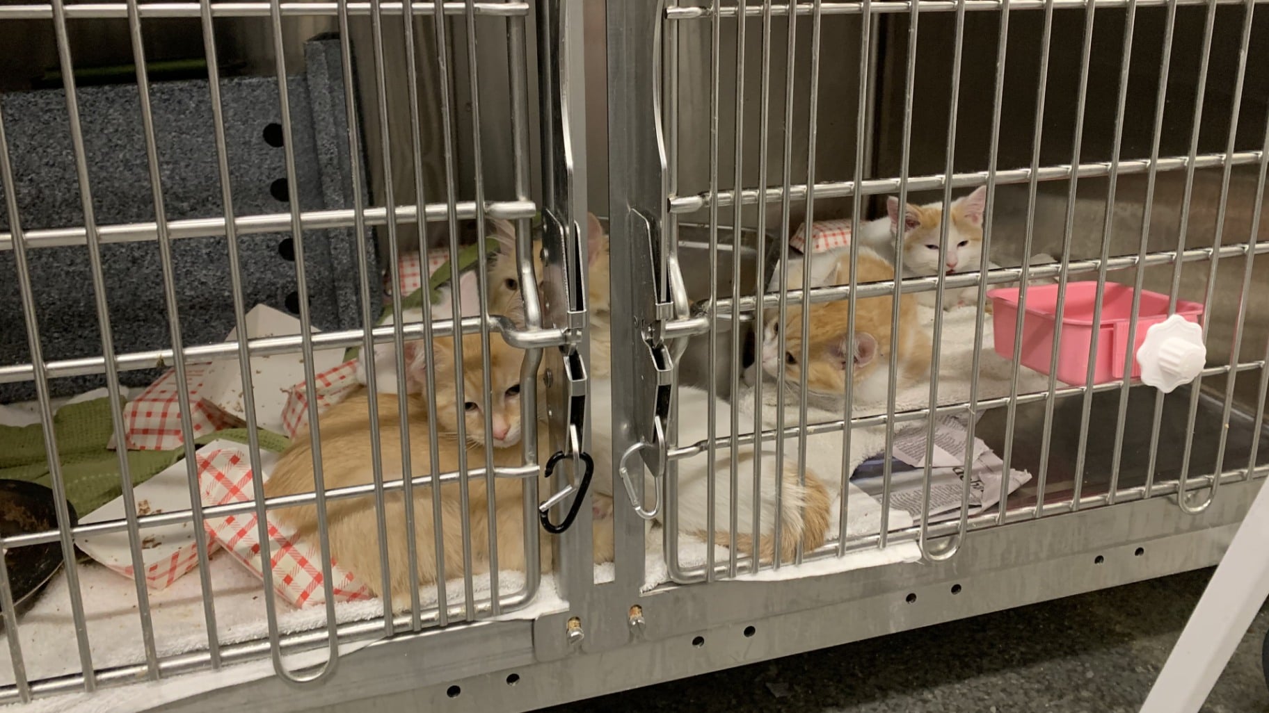 PAWS Chicago Aims to Find Homes For 120 Animals During Spring Adoption ...