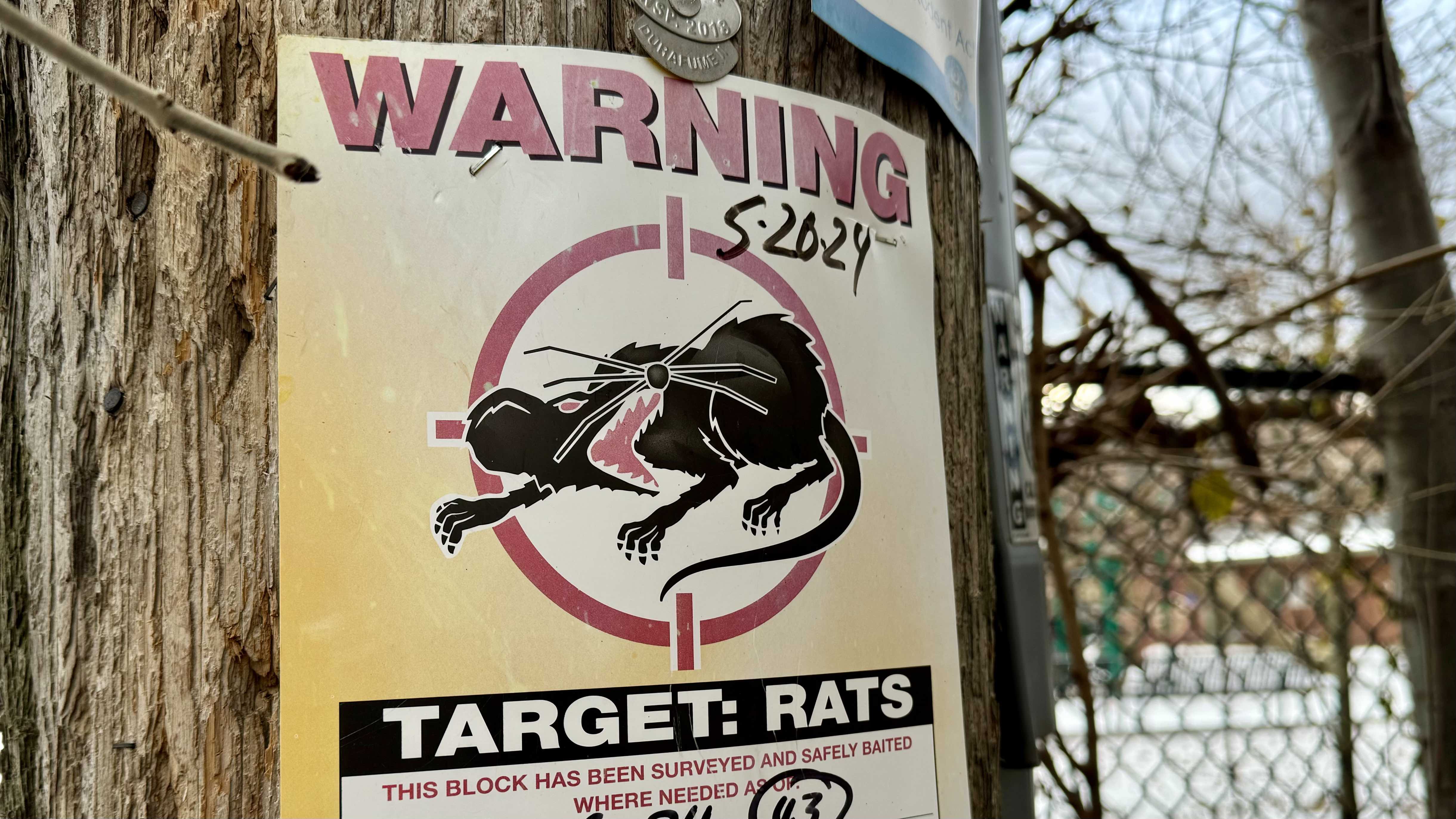 New Year, New-ish Approach to Rat Control in Chicago. But Is the Real ...