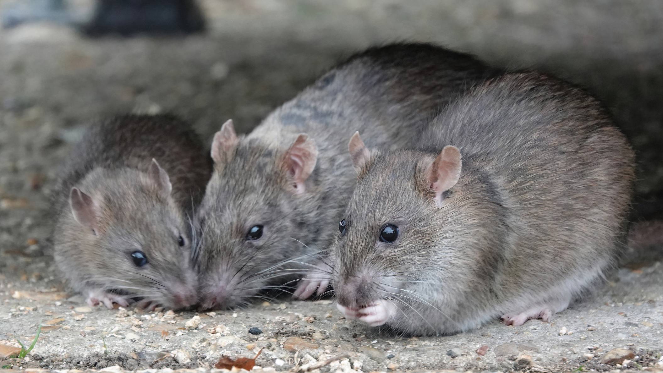 Rat Birth Control Trial Coming This Summer to Lincoln Park | Chicago ...