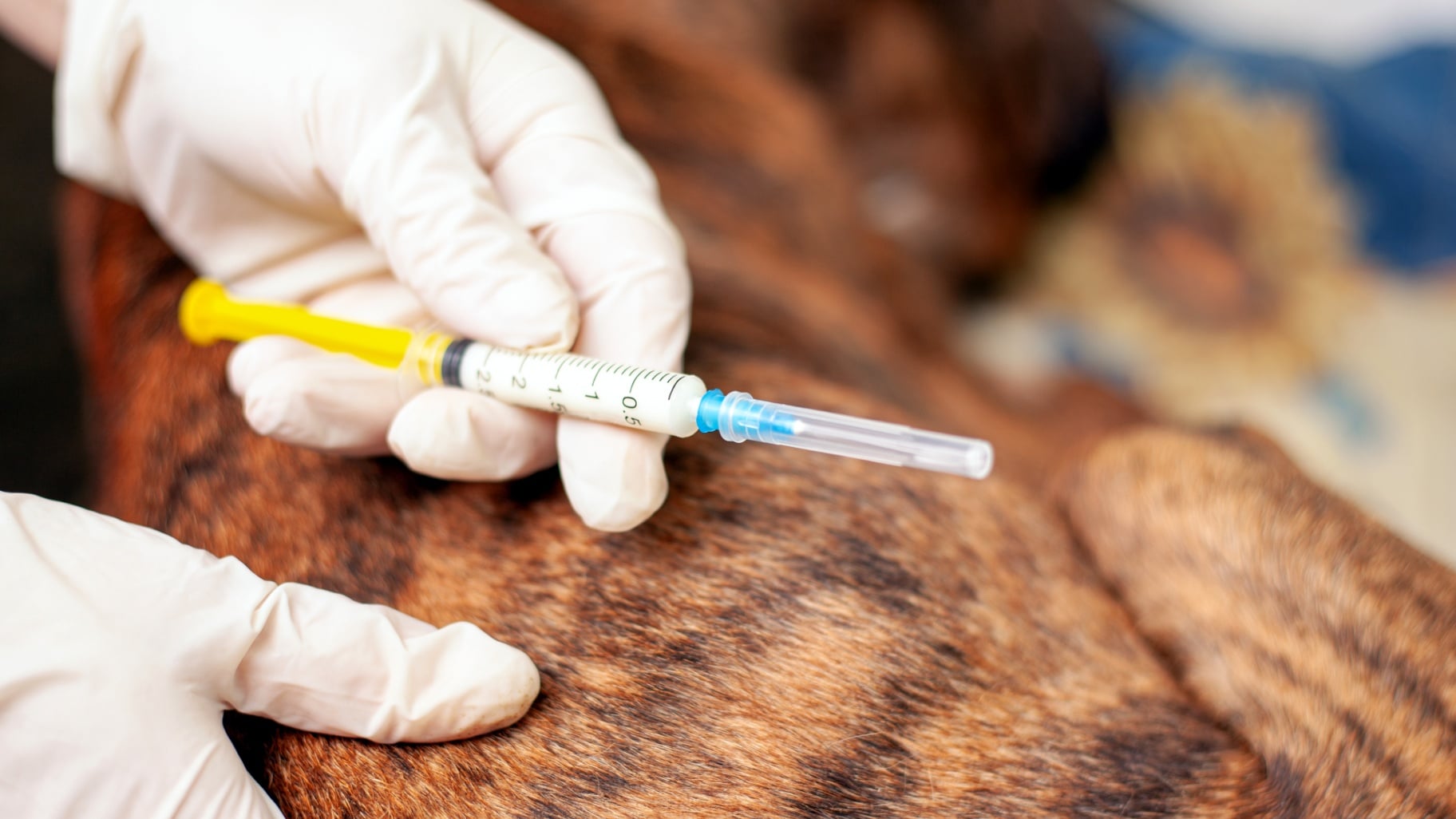 Chicago Dog Tests Positive for Rabies, First in Cook County in More ...