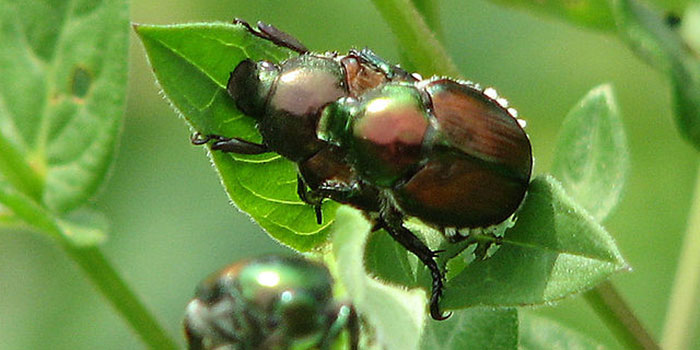 Harmful Insects | Chicago News | WTTW