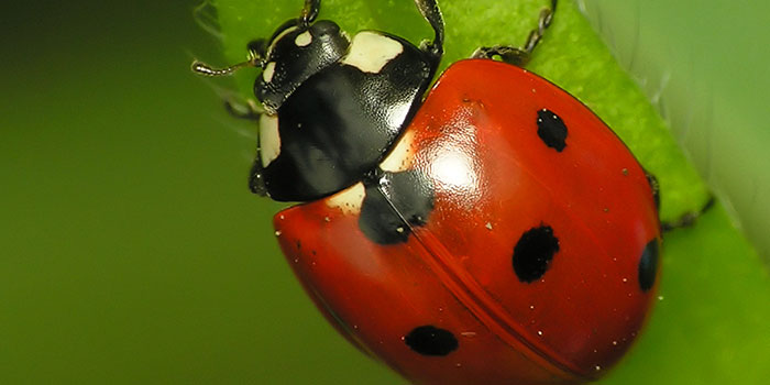 Beneficial Insects | Chicago News | WTTW