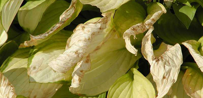 Weather | Chicago News | WTTW