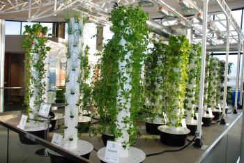 Vertical Farming’s Rise in Chicago | Chicago News | WTTW