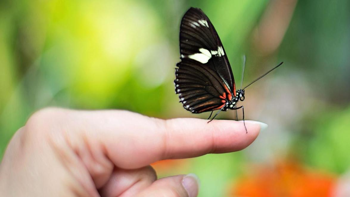 Chicago’s Nature Museum Announces New Add-on Fee for Popular Butterfly ...
