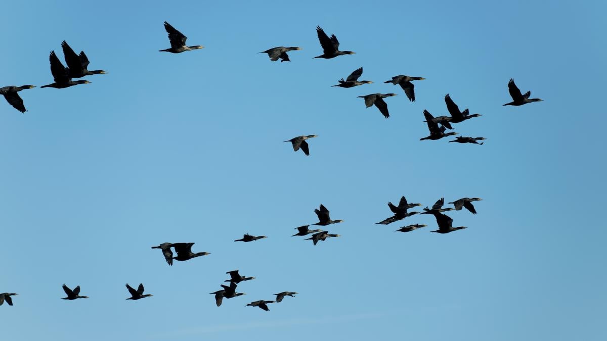 flying cormorant
