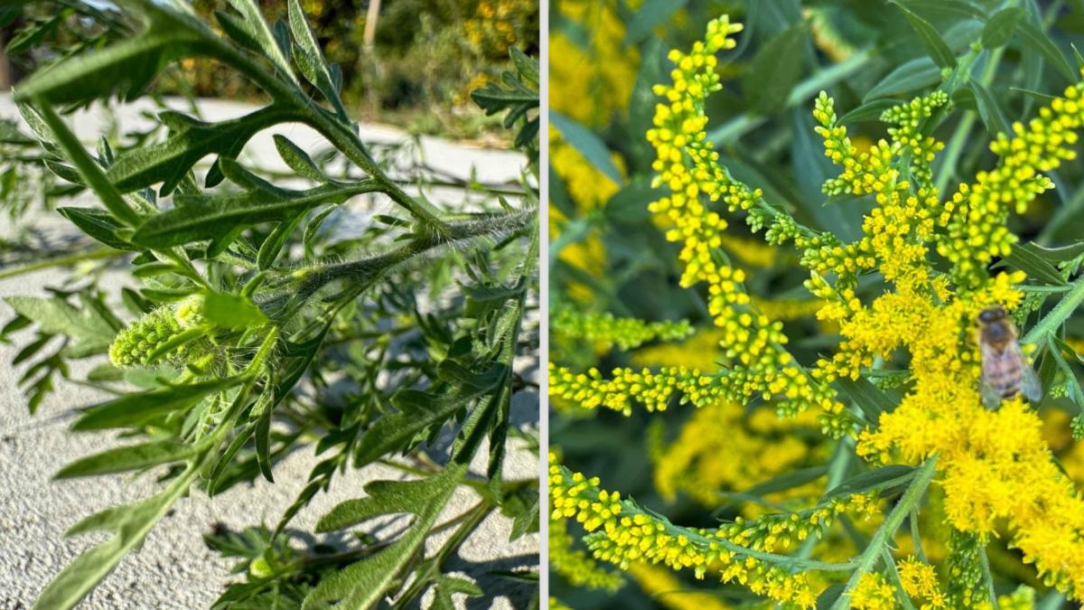 Ragweed vs. Goldenrod: One of Them Makes You Sneeze, the Other is the ...