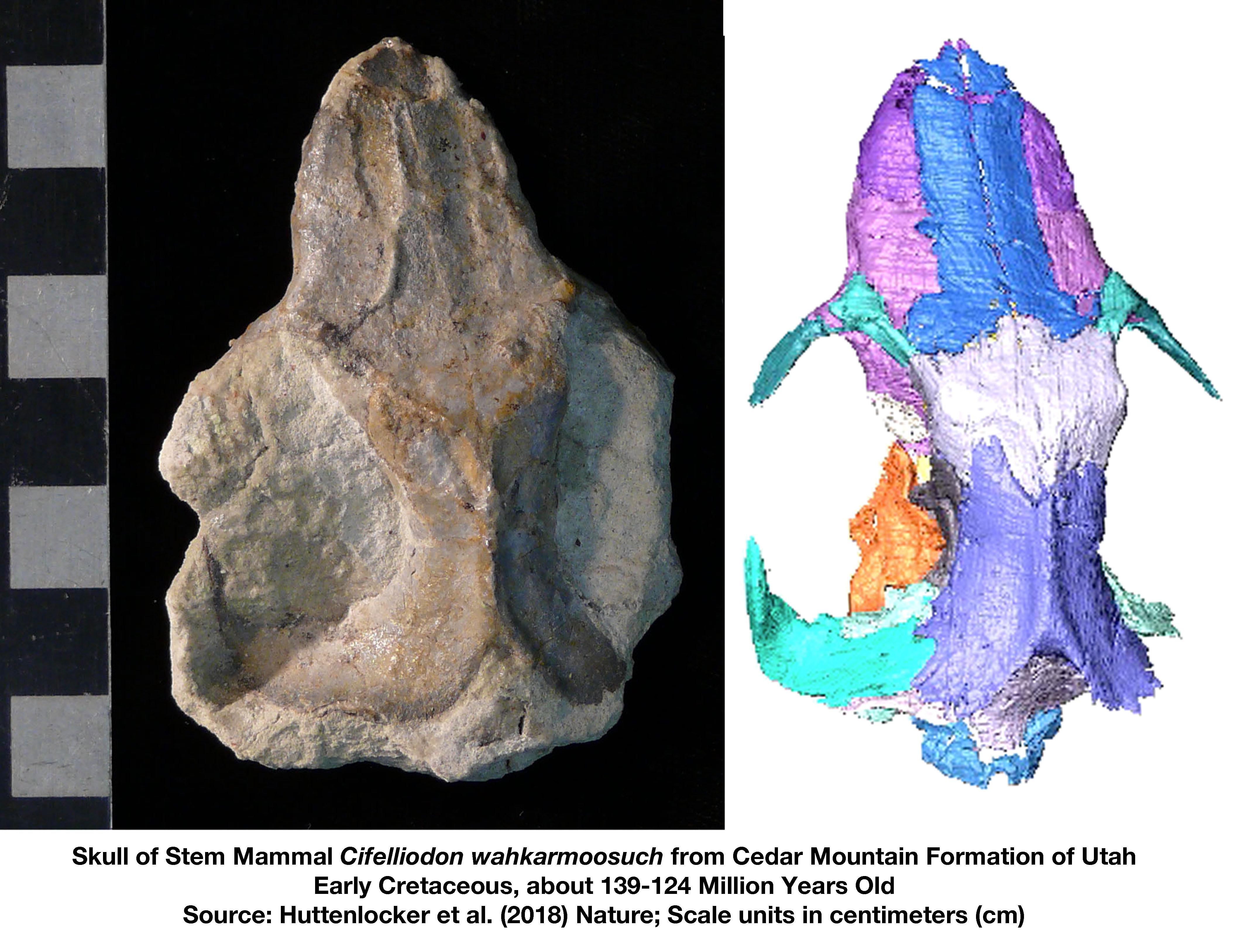 130 Million Year Old Fossil Provides New Insight On Pangea Division
