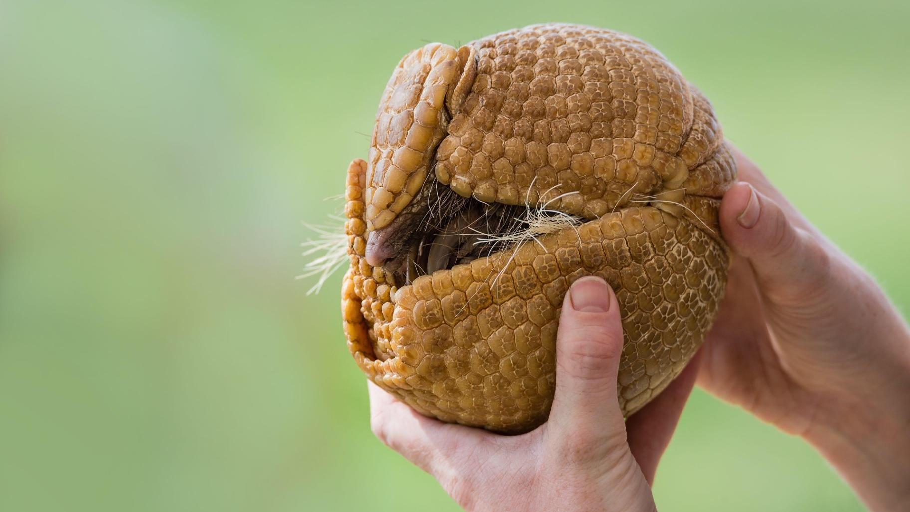 armadillo ball