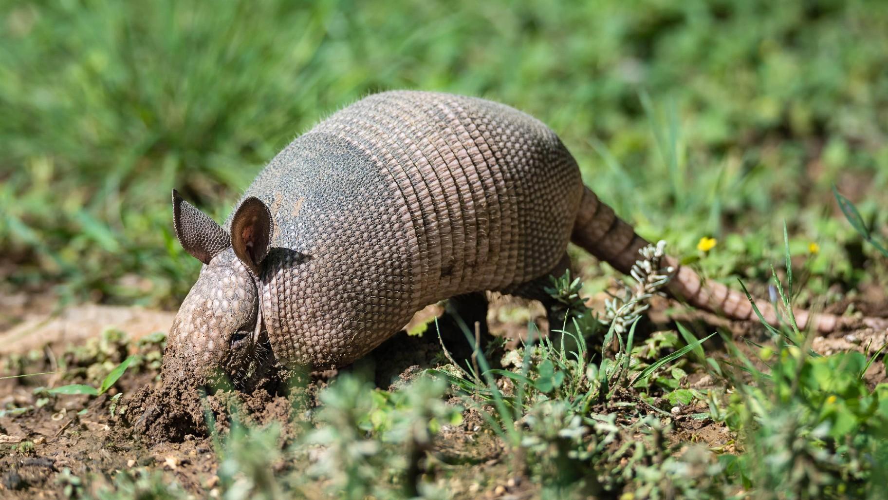Armadillos Are Coming. Is Chicago Ready? | Chicago News | WTTW