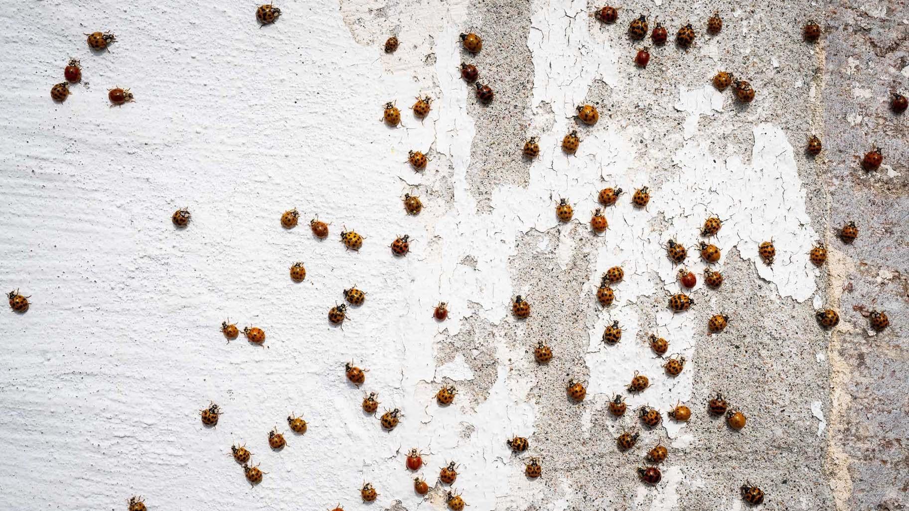 Have You Seen Swarms of ‘Ladybugs’ Lately? They’re Another Sign of Fall ...