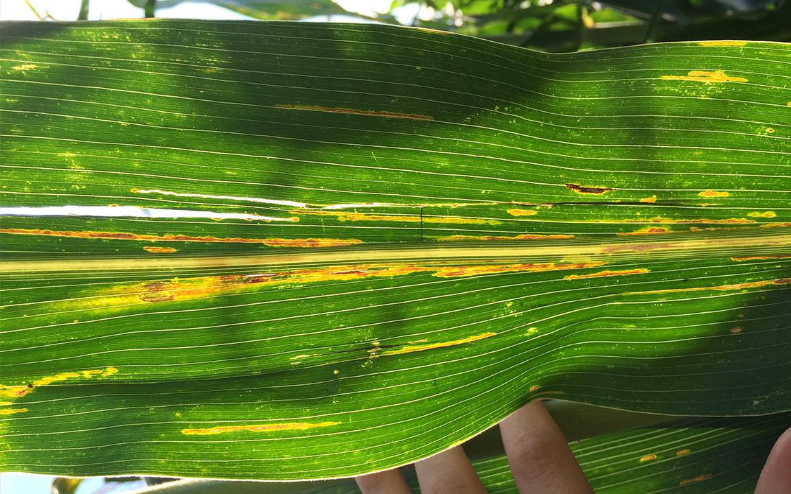 Researchers Confirm New Corn Disease in Illinois | Chicago News | WTTW