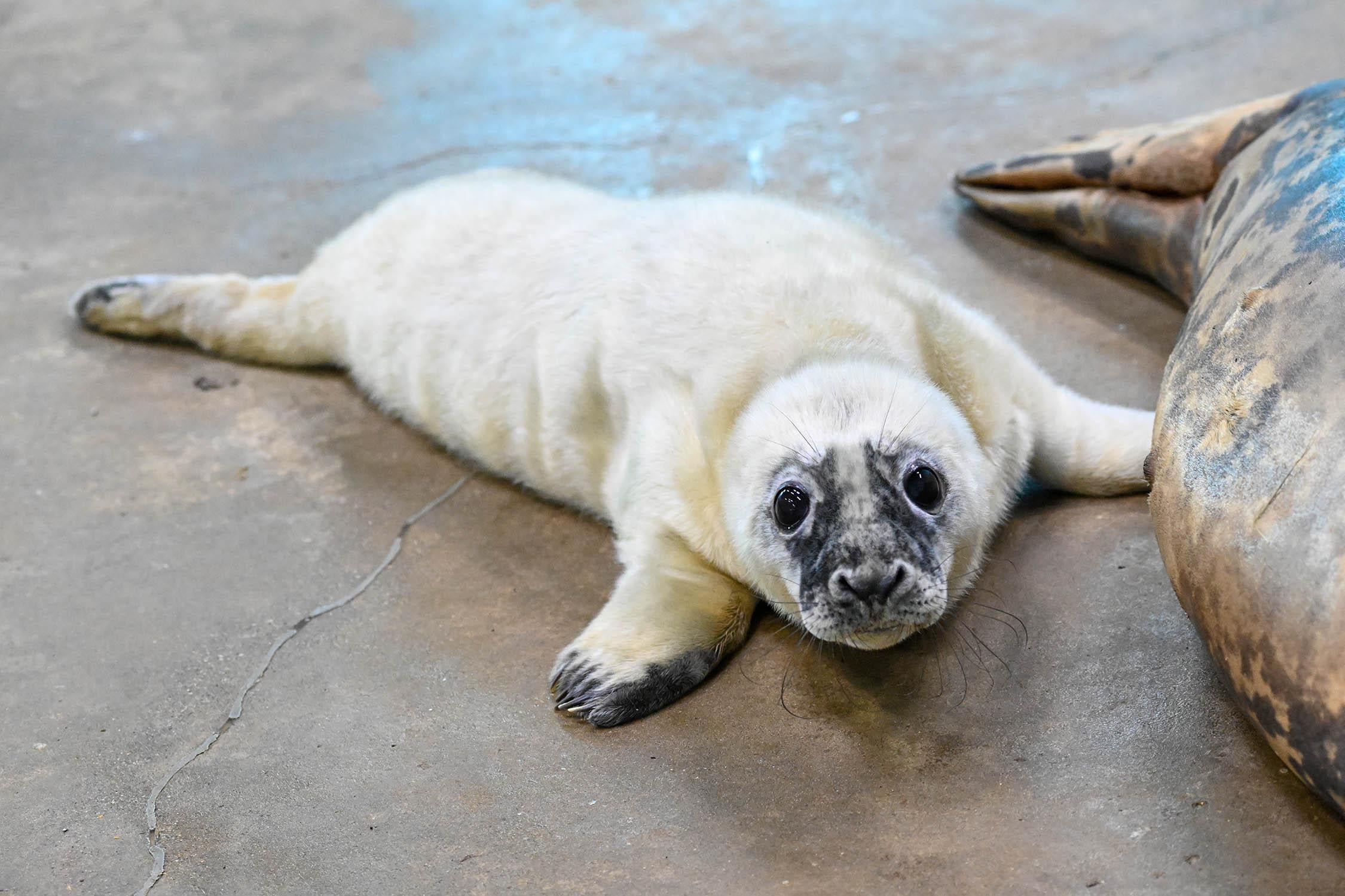 Look at That Face: Brookfield Zoo’s Baby Seal in the Running for Cutest ...