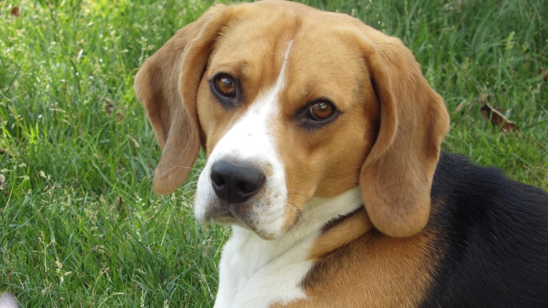 Research Institutions Must Post Animal Adoption Policies Under New Law research-institutions-must-post-animal-adoption-policies-under-new-law