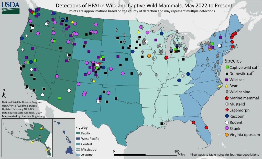'Bird Flu' Has Been Confirmed in Rats for the First Time: USDA ...