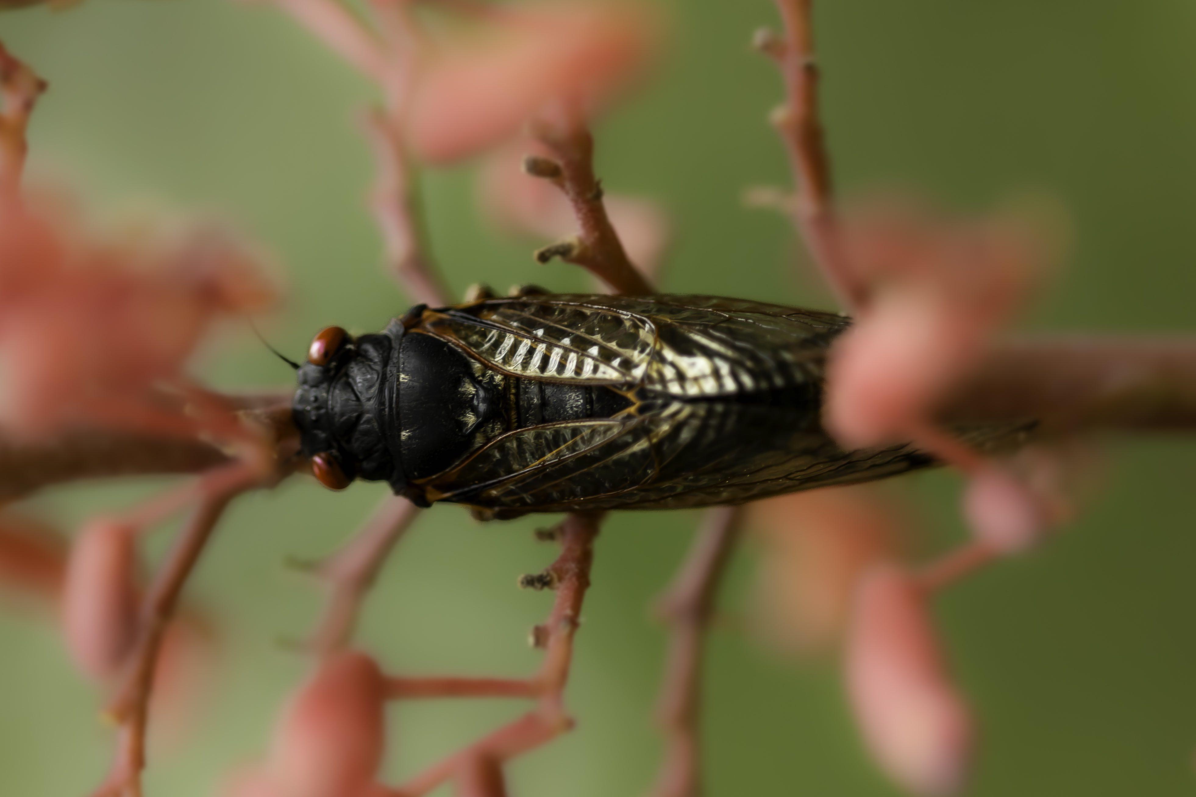 Illinois Residents Raised Cicada Appreciation to an Art Form. Check Out ...