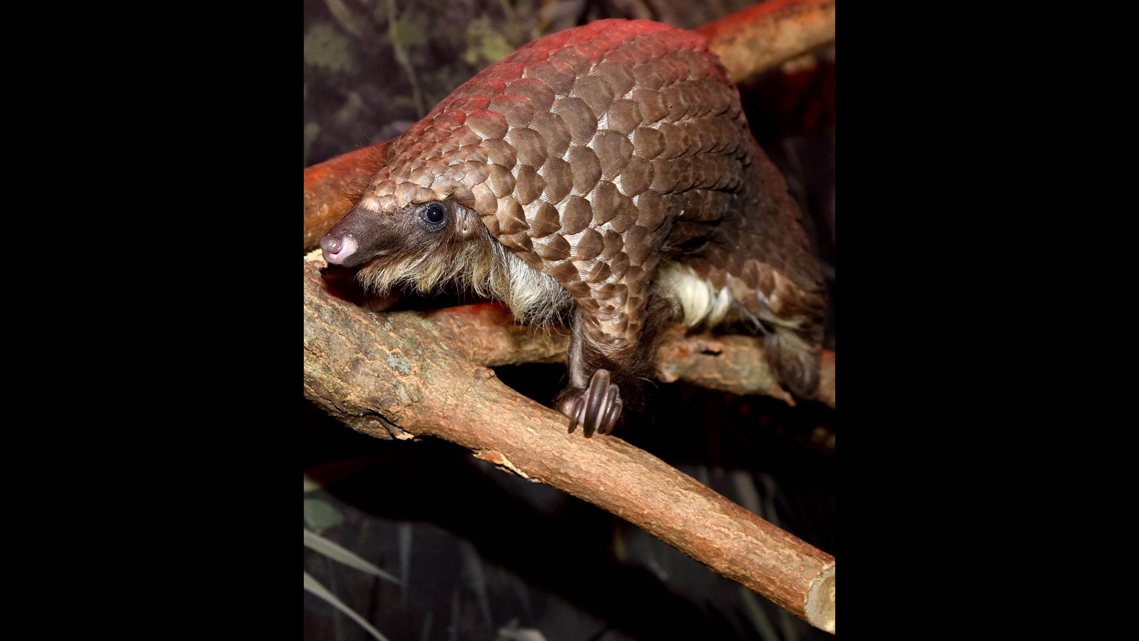 Brookfield Zoo Welcomes the Pangolin, World’s Most Trafficked Animal ...