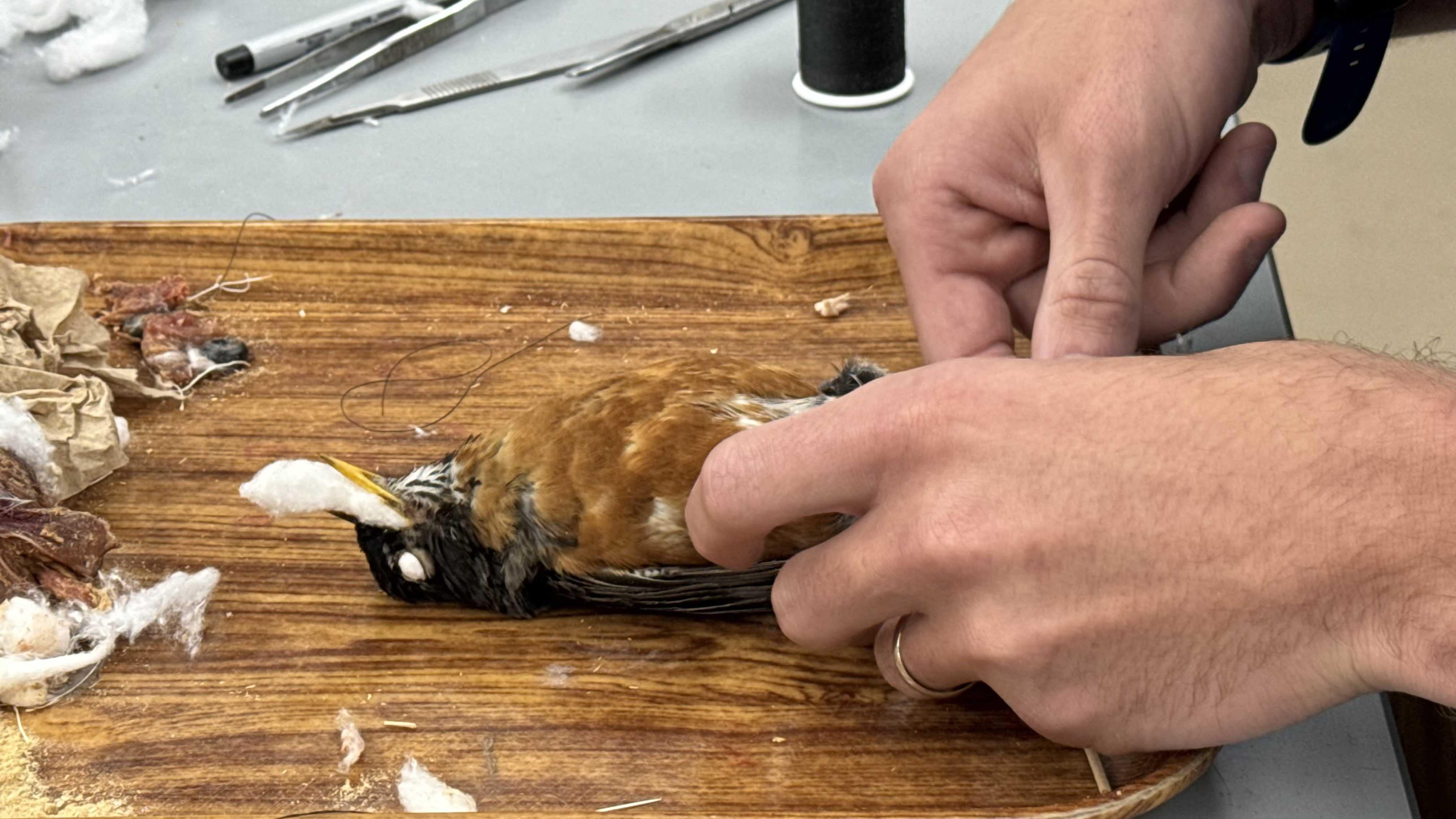 Meet the Scientist Who’s Spent Decades Making Sure Birds Killed in ...