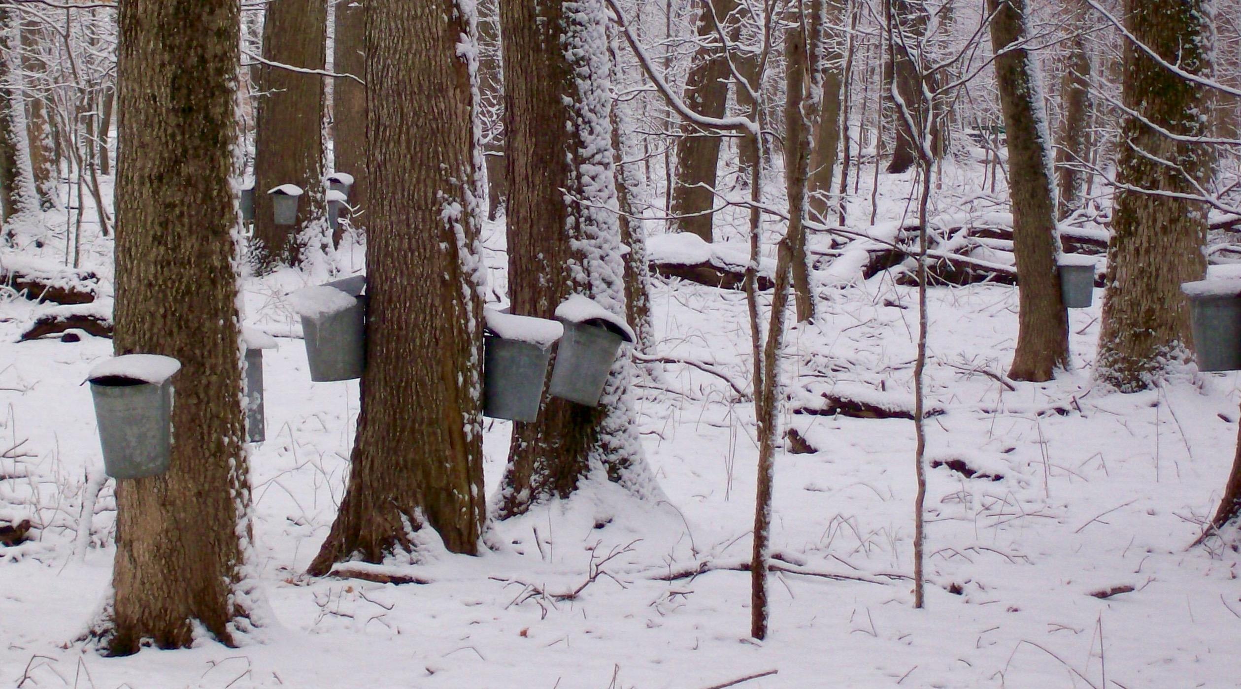 Is Climate Change Killing the Maple Syrup Industry? | Chicago News | WTTW