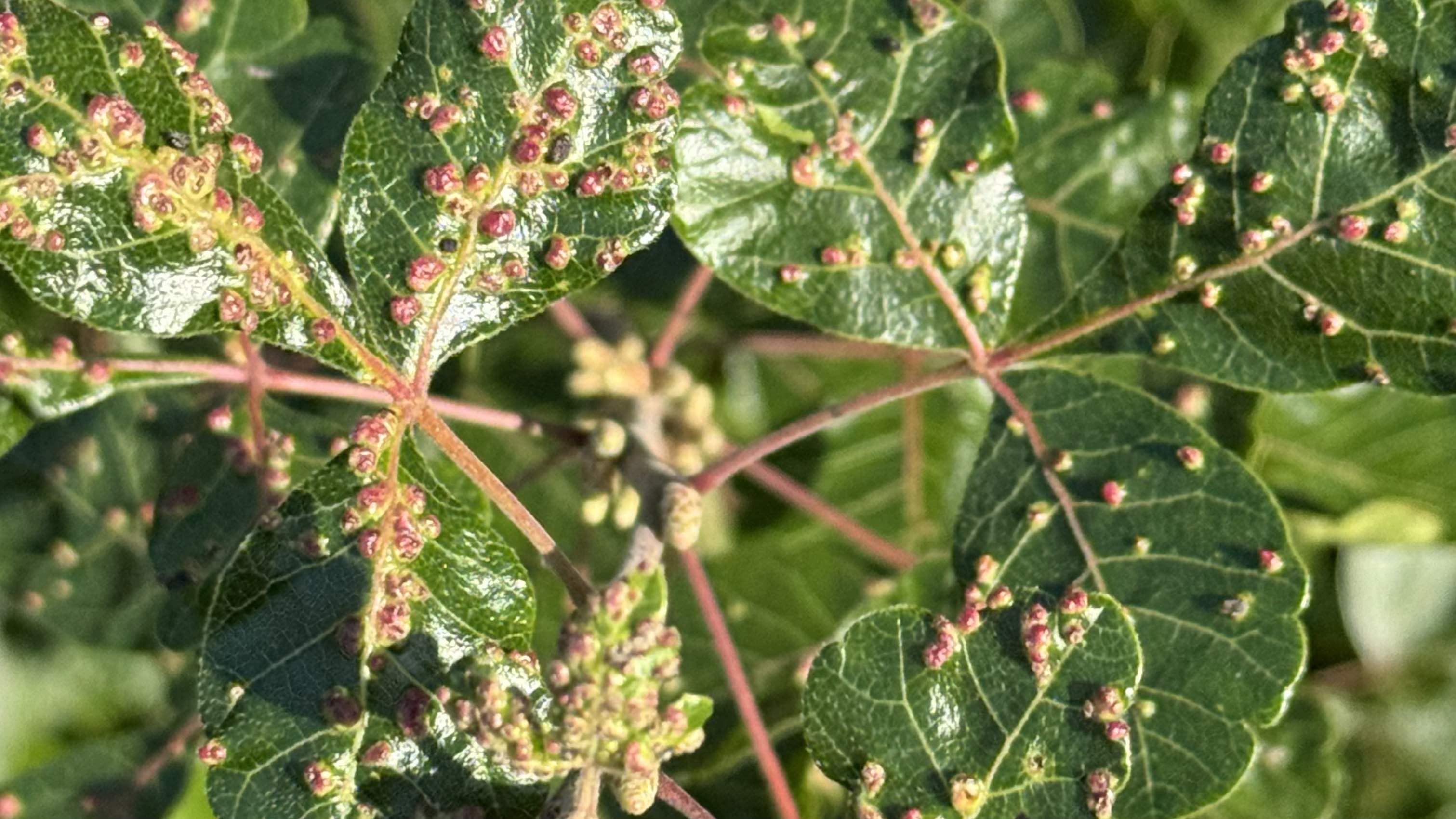 Has Your Tree Sprouted Warts? The Cause Is Absolutely Gall-ing ...