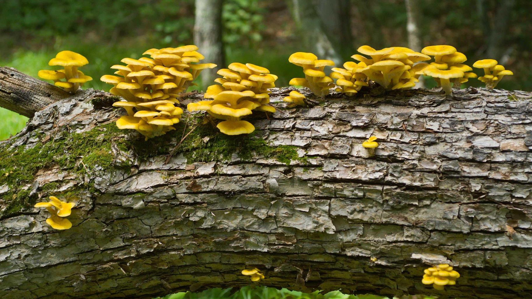 Chicago’s Mushroom Club on Mission to Spread the Wonders of Fungi ...