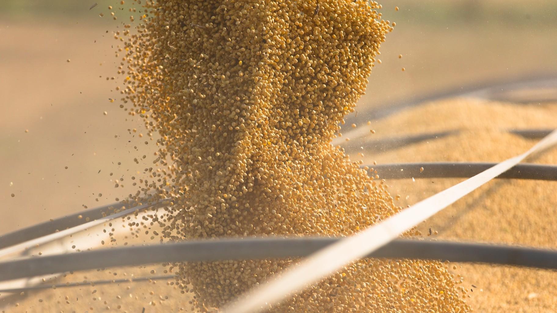 Illinois Grows Millions of Bushels of Soybeans. Why Aren’t We Eating ...