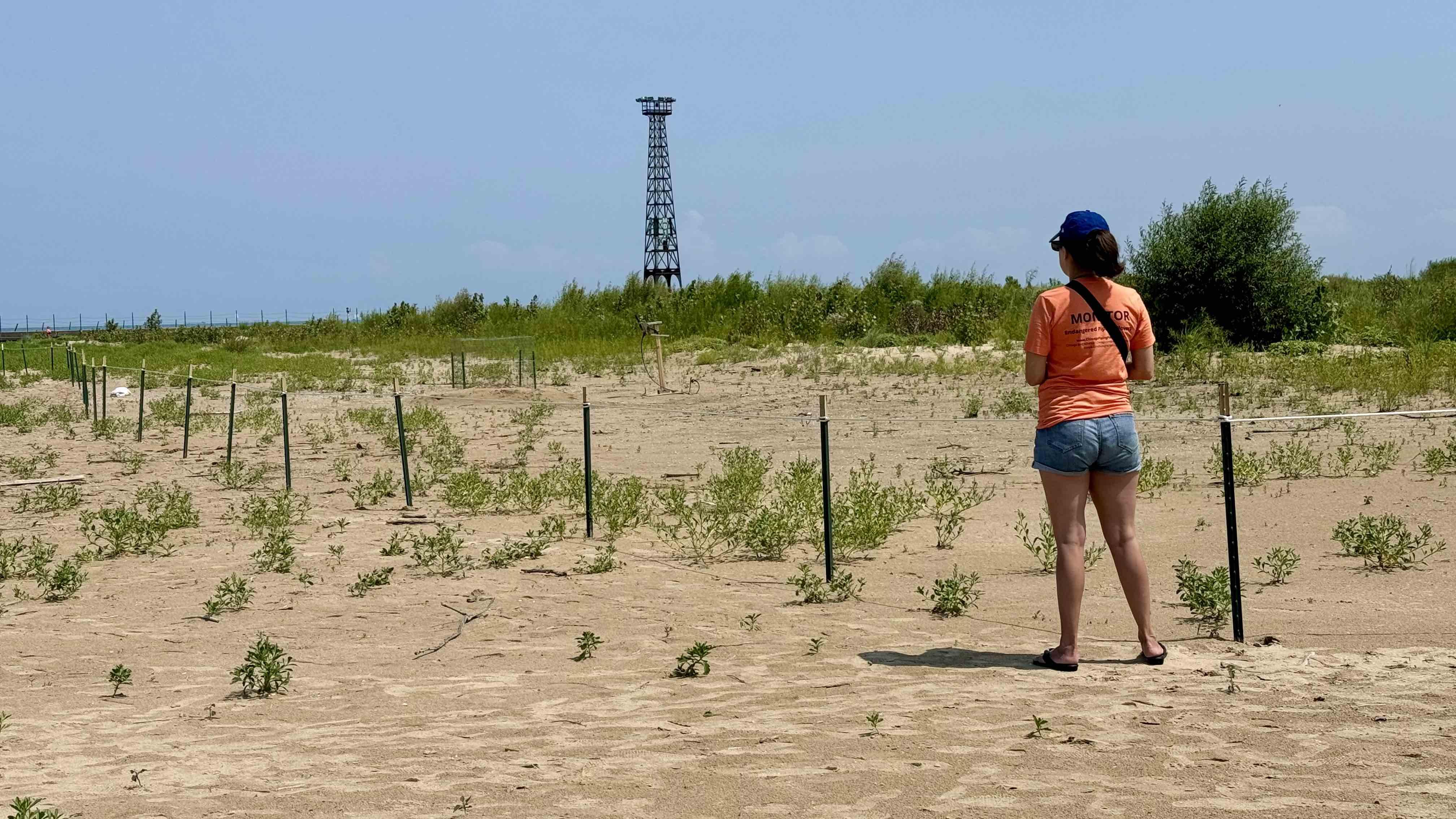 Second Piping Plover Chick Dies at Montrose: ‘Rough Few Days, To Say ...