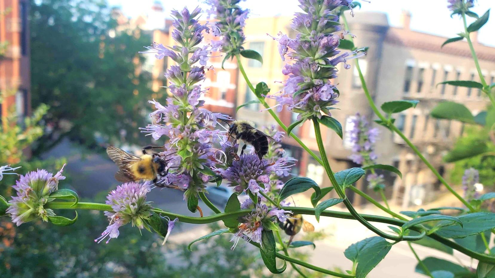 Prairie in a Pot: Chicago Plant Scientist Tackles Challenge of Native ...