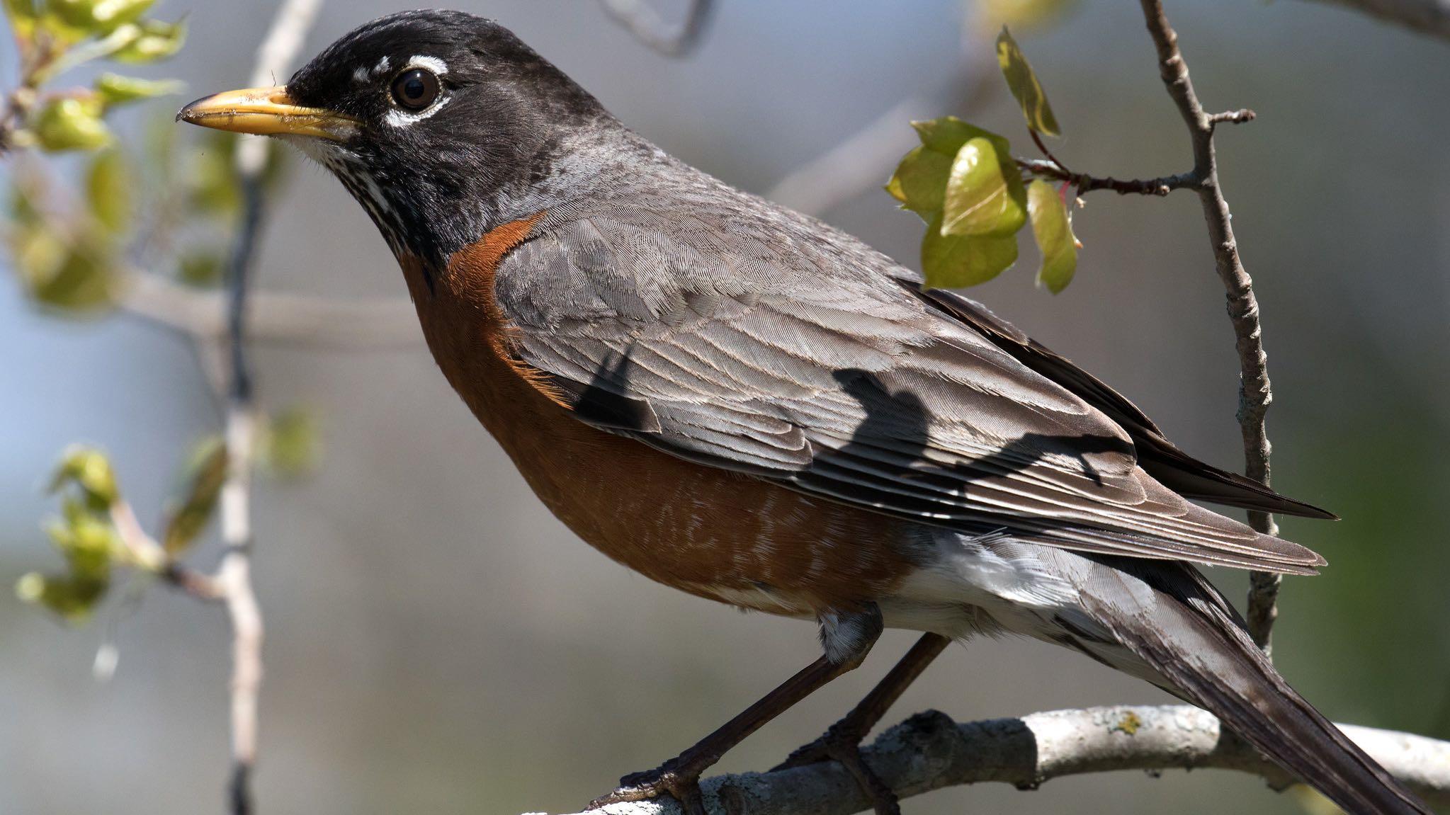 This Week In Nature Winter Olympics A Climate Casualty Wildlifes