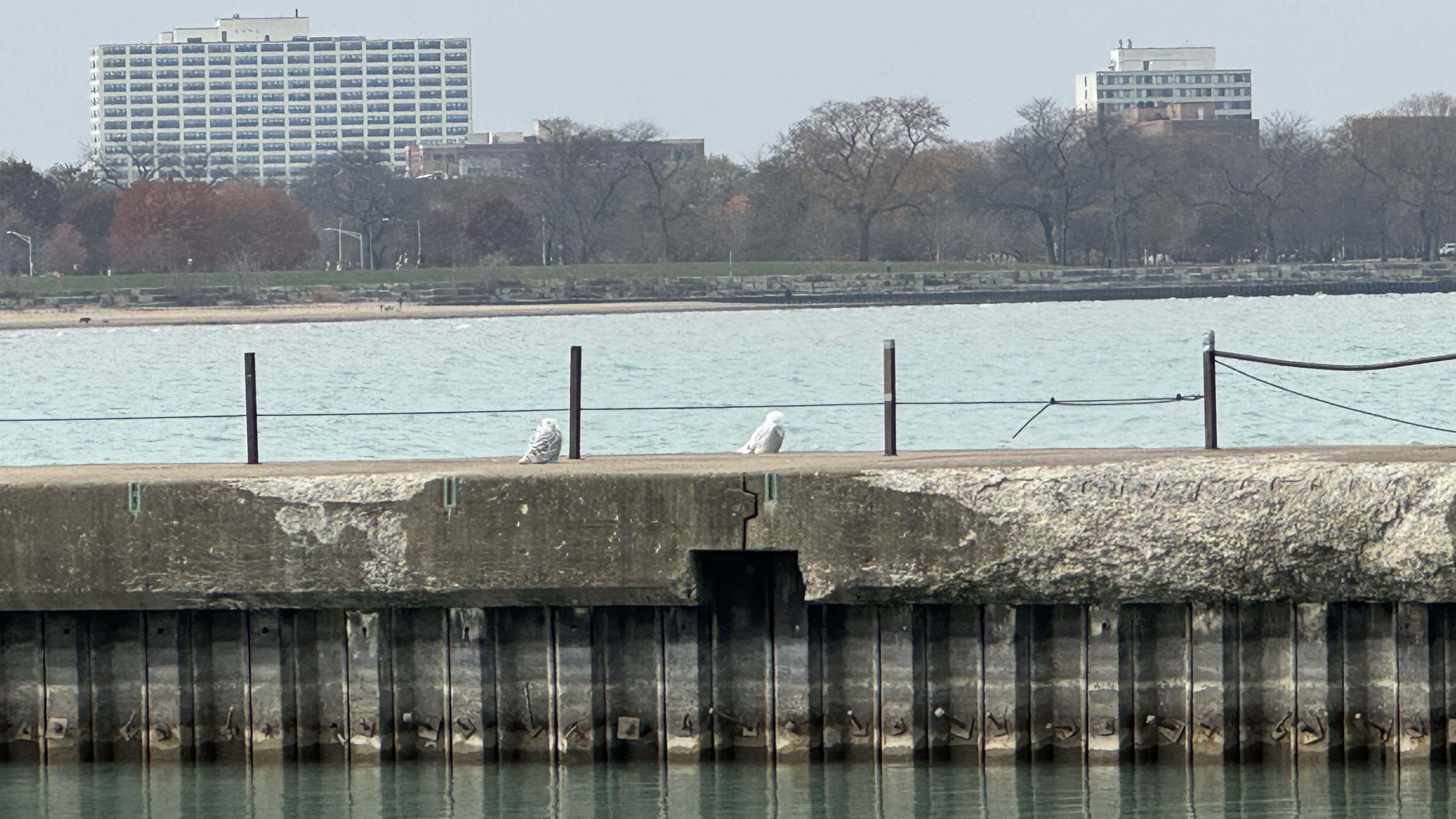 Chicago Park District Limits Access to Snowy Owls, Citing Safety ...