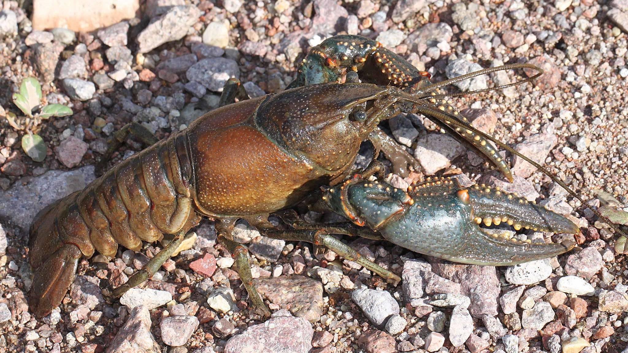 Invasive Dupes, Part 2: Crayfish vs. Crayfish — Seeing Double | Chicago ...