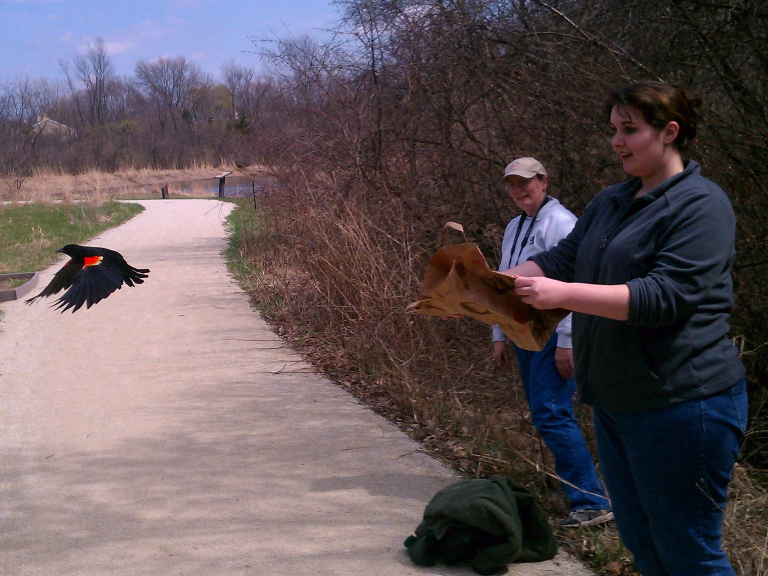 Volunteers Collect Dead, Injured Birds in the Loop | Chicago News | WTTW