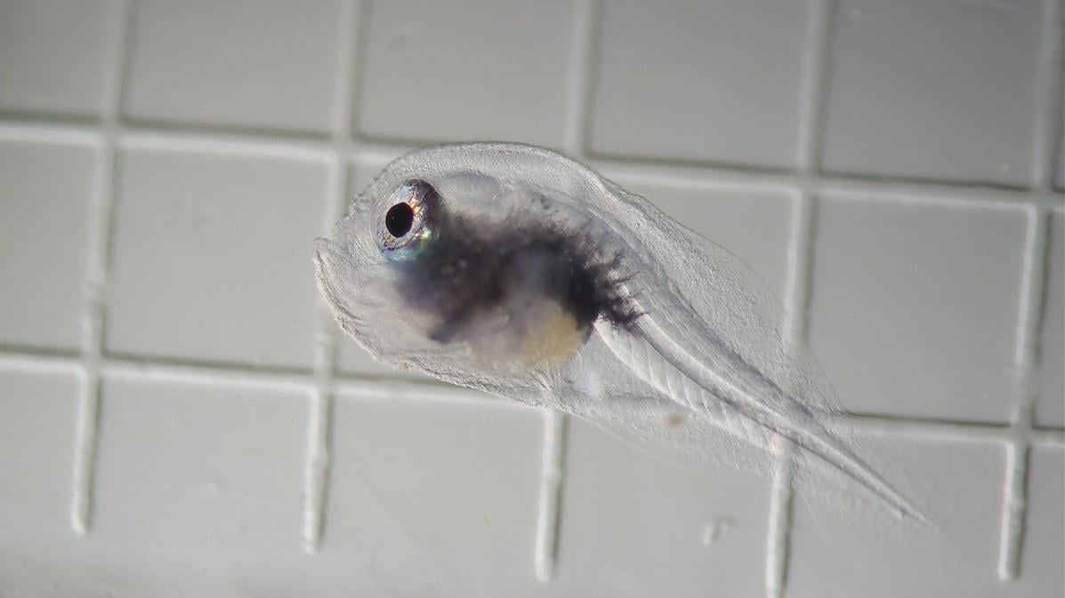 Tiny Warty Frogfish Was Surprise Birth at Shedd, Is First-Ever Raised ...