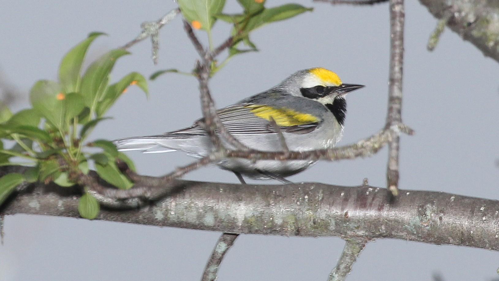 Meet the ‘Bird of the Year’: The Golden-Winged Warbler is a Vibrant ...