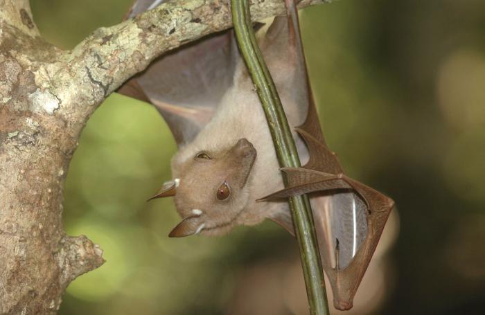 The Battle for Bats | Chicago News | WTTW