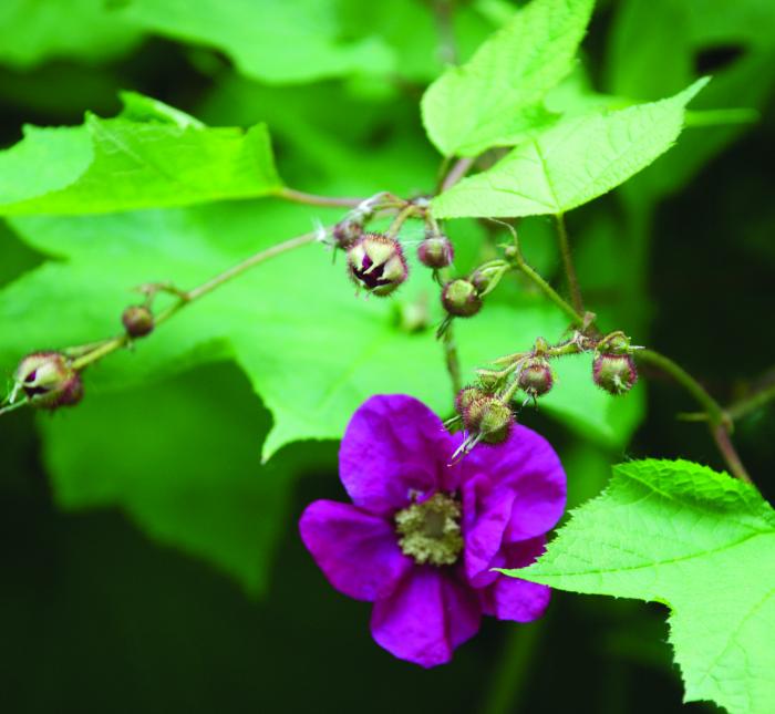The Midwestern Native Garden | Chicago News | WTTW