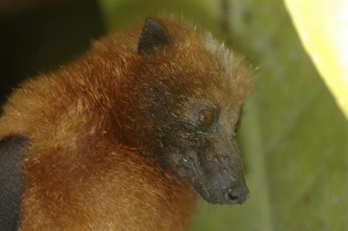 The Battle for Bats | Chicago News | WTTW