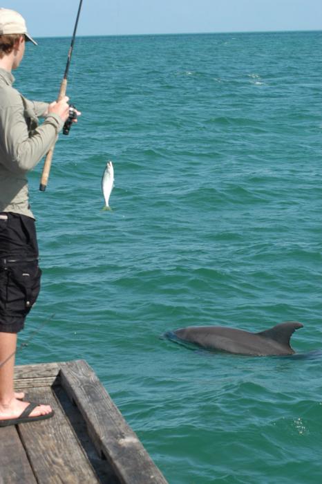 Leading Dolphin Researcher | Chicago News | WTTW