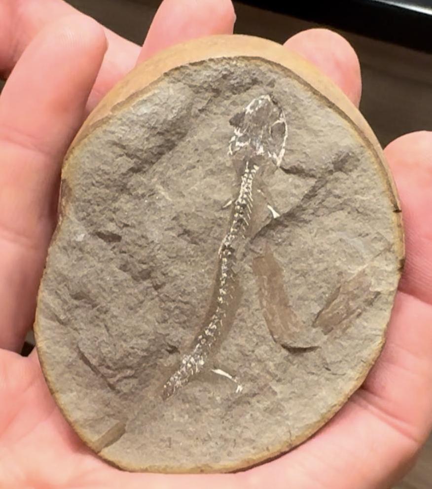 There’s a Mother Lode of Fossils in Chicago’s Backyard, and It Could ...